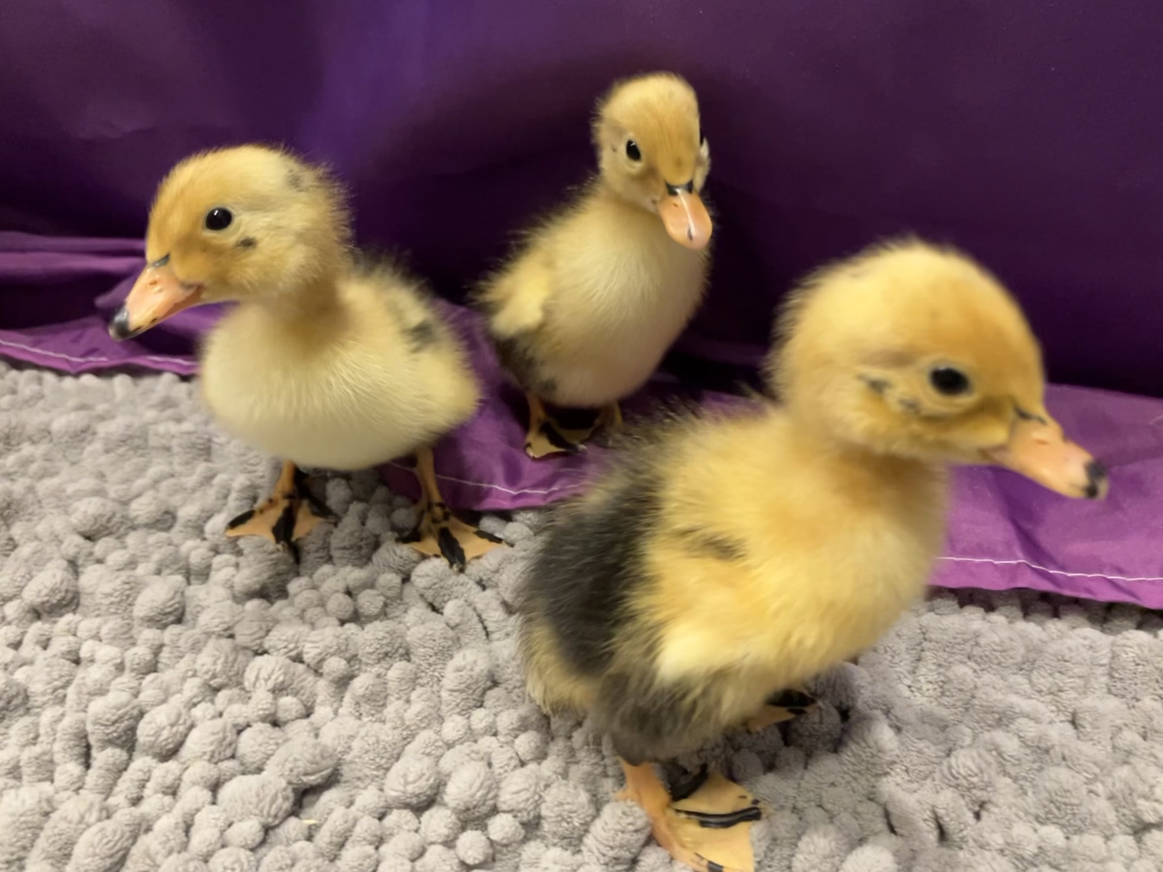 Available Ducks – Starwater Farm