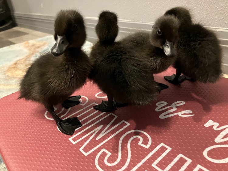 6 Cayuga Duck Hatching Eggs – Starwater Farm