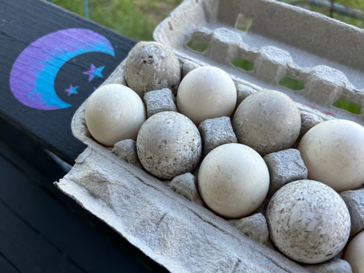 6 Cayuga Duck Hatching Eggs – Starwater Farm