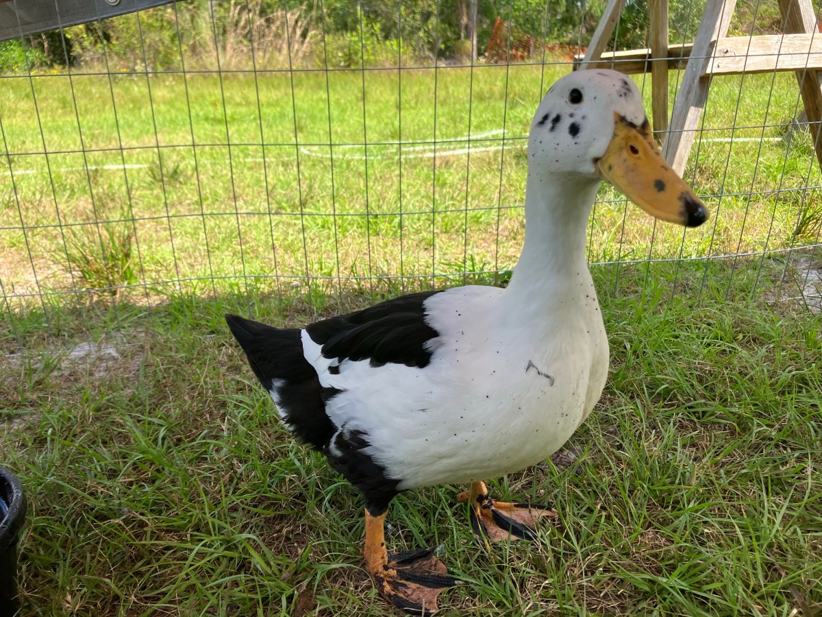 Starwater Heritage Ancona Ducks – Starwater Farm